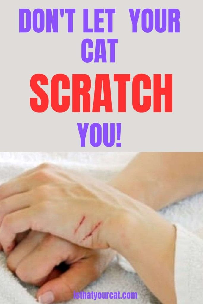 Why Does My Cat Scratch Me? It's A Full On Assault