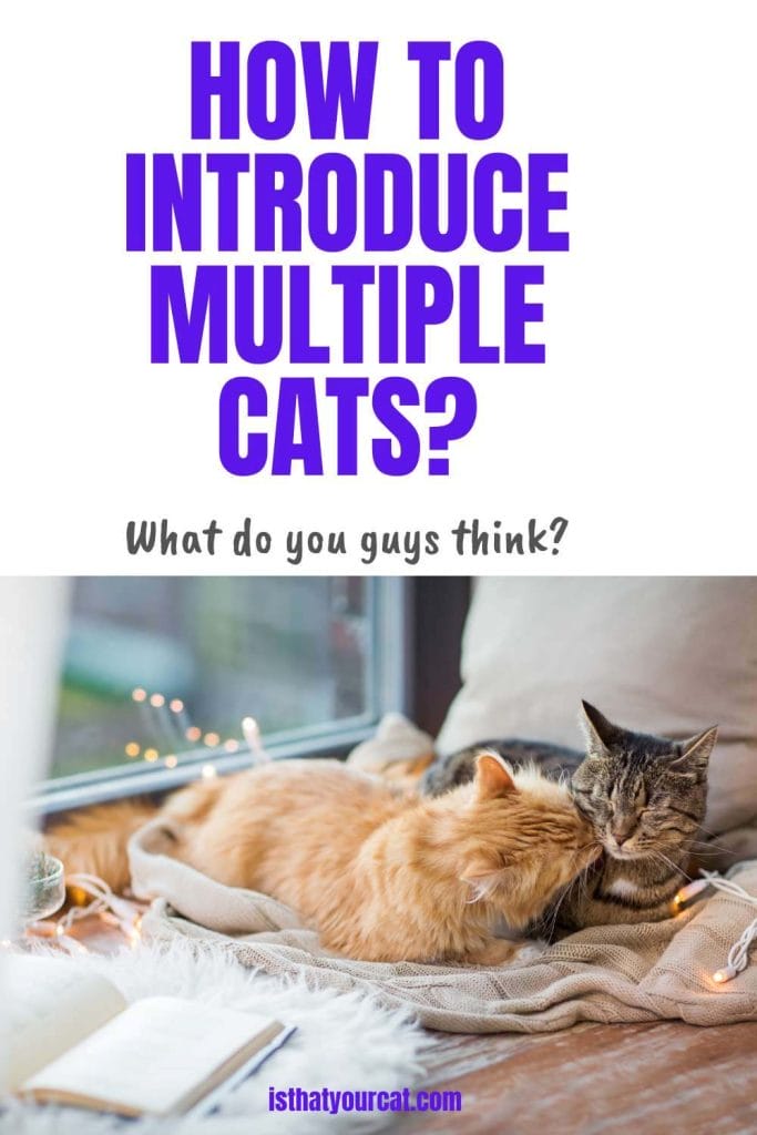 This Is How To Introduce Multiple Cats With Success