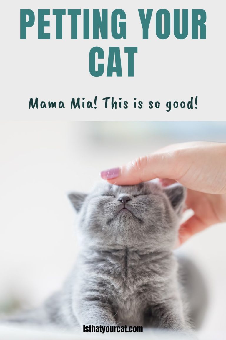 Be An Expert At Petting Your Cat The Right Way