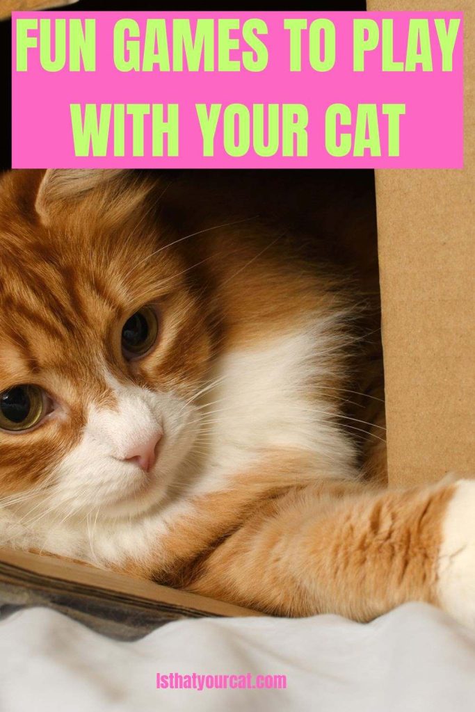 Ten Fun Games To Play With Your Cat