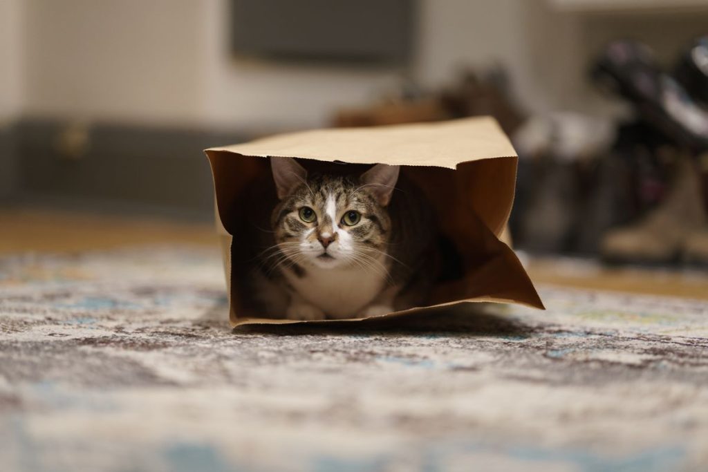 Ten Fun Games To Play With Your Cat