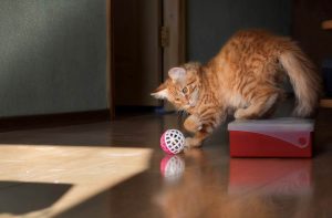 Ten Fun Games To Play With Your Cat