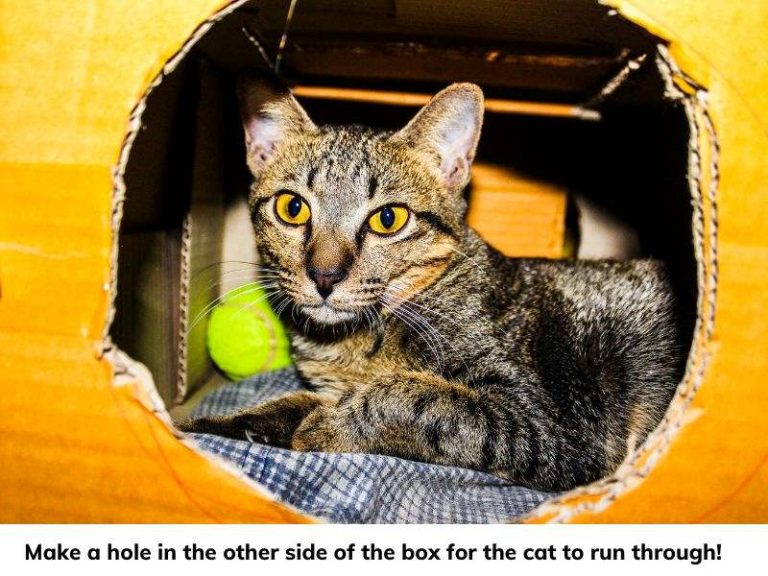 Ten Fun Games To Play With Your Cat