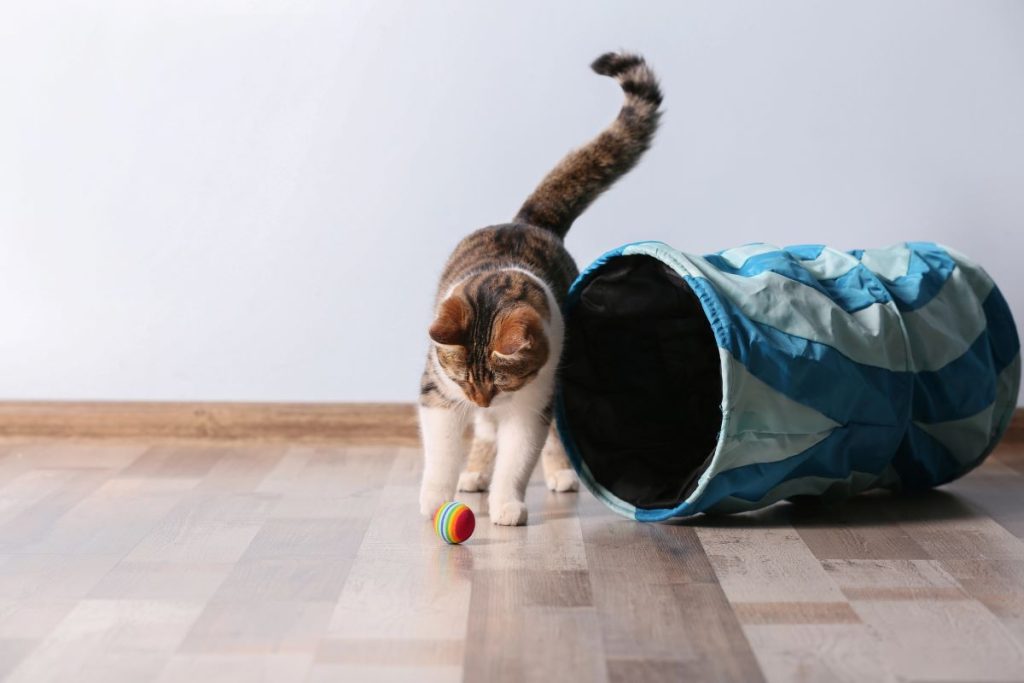 Ten Fun Games To Play With Your Cat