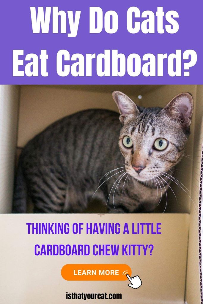 Why Do Cats Eat Cardboard? Is It Bad For Them? What Happens?
