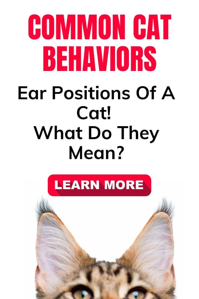 Common Cat Behaviors Explained To Help You Understand Your Cat