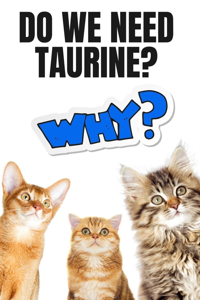 What Is Taurine For Cats - Why Do They Need It In Their Diet?