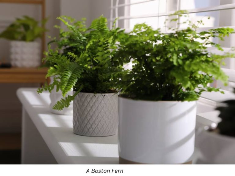 Houseplants That Are Safe For Cats: Top Pet-Friendly Greenery