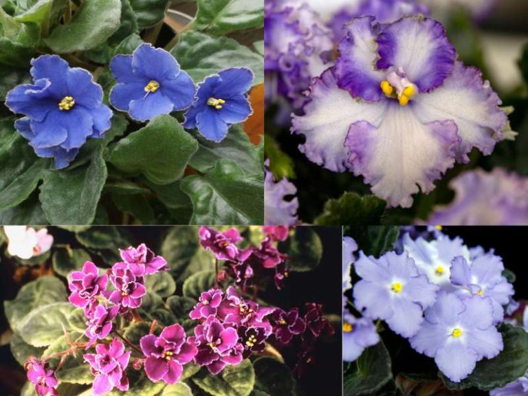 Houseplants That Are Safe For Cats: Top Pet-Friendly Greenery