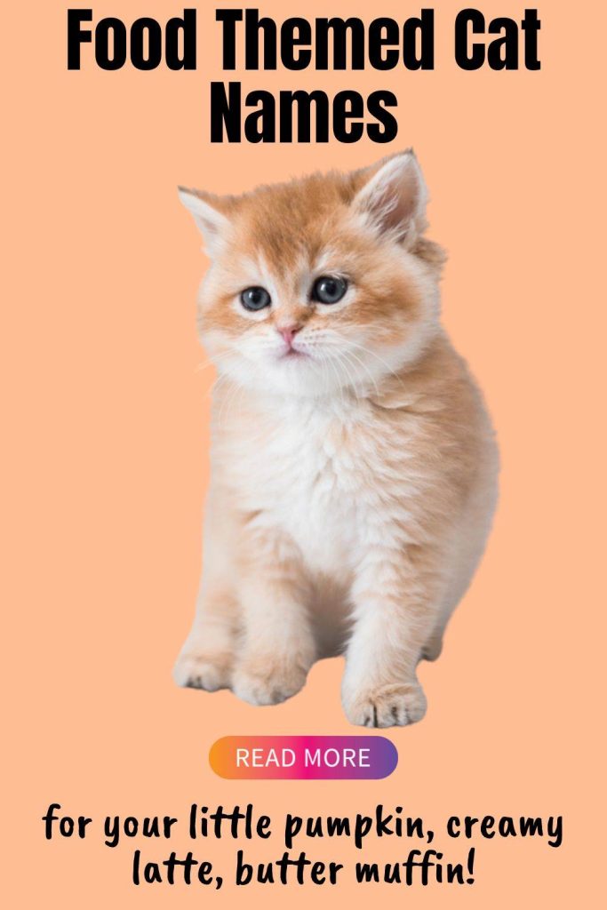 Food Inspired Cat Names - Delicious Monikers For Your Feline Friend