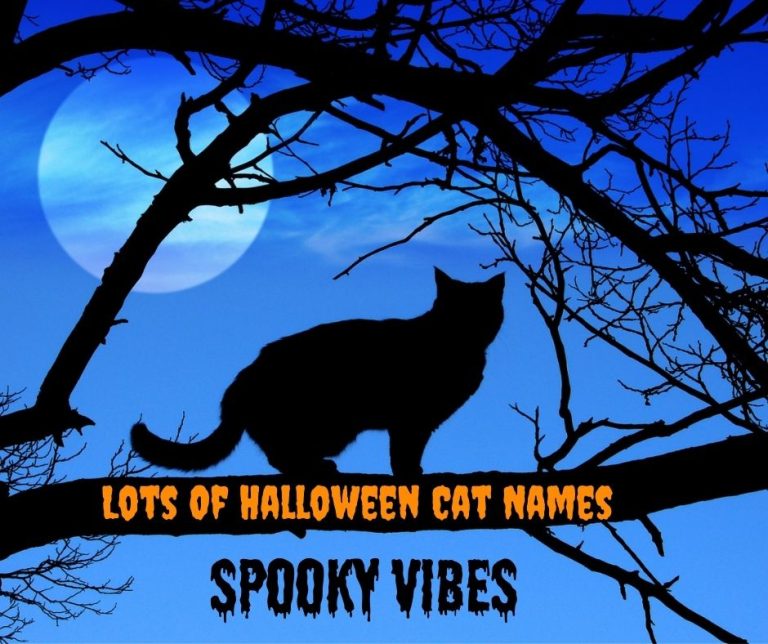 Get Inspired With More Than 90 Unique Black Cat Names!