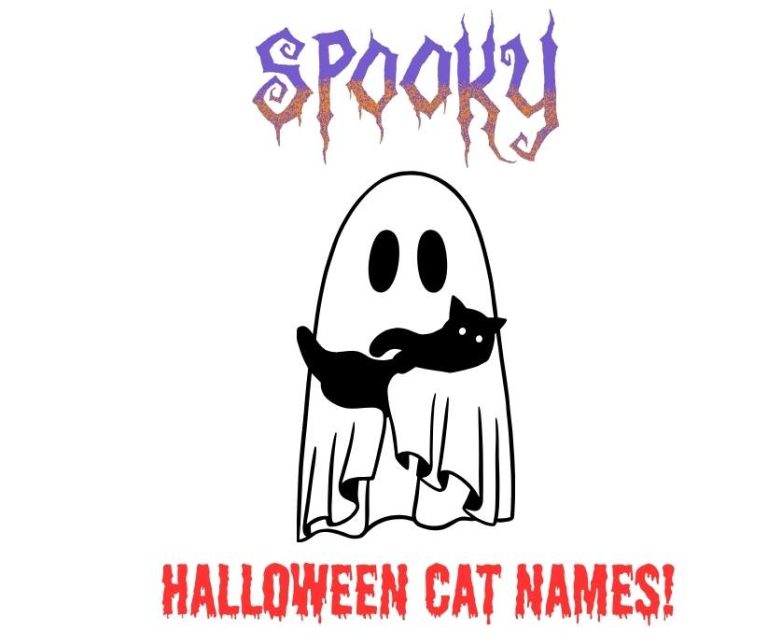 Halloween Cat Names: Top Spooky Picks For Your Feline