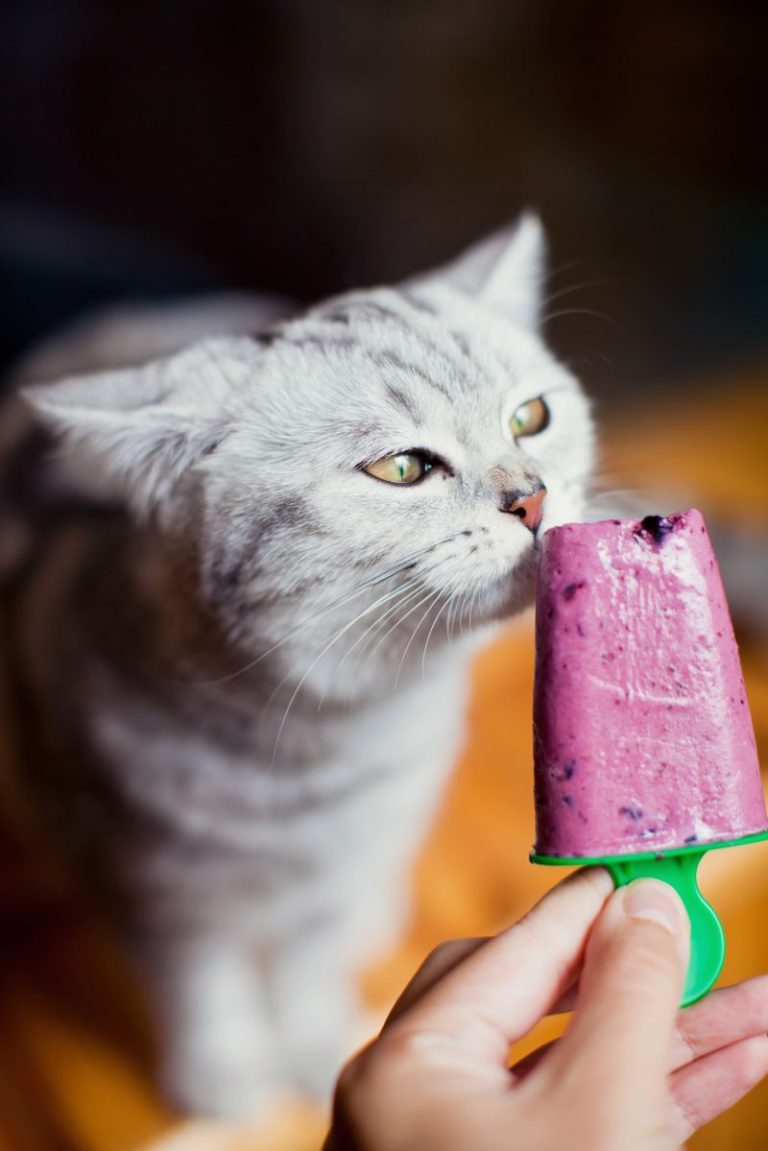 Home Made Cat Ice Cream - Safe And Tasty Treats For Cats