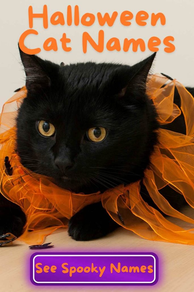 Halloween Cat Names: Top Spooky Picks For Your Feline