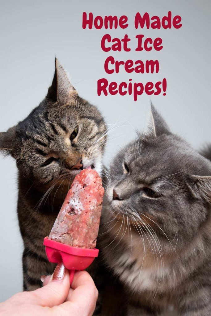 Home Made Cat Ice Cream - Safe And Tasty Treats For Cats