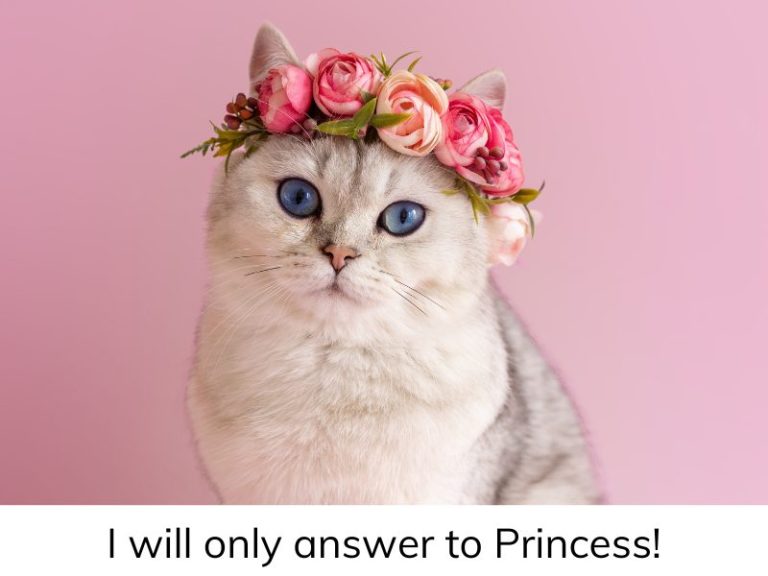 Do Cats Know Their Names? Unravelling Feline Name Recognition