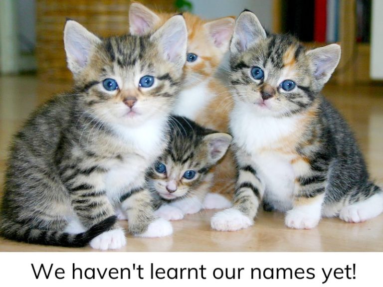 Do Cats Know Their Names? Unravelling Feline Name Recognition