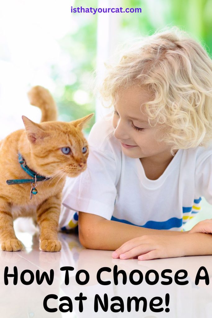 How To Choose A Cat Name - Tips For Picking The Perfect Cat Name