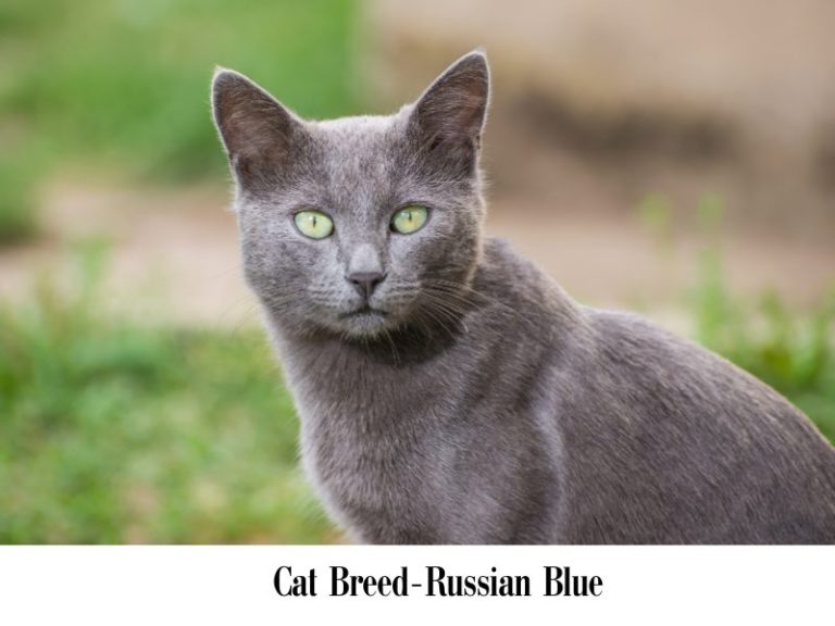 Russian Themed Cat Names