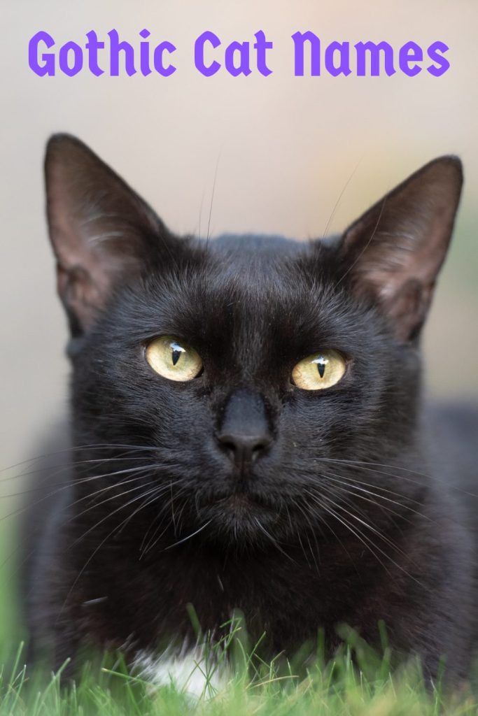 Gothic Cat Names: Dark And Mysterious Choices
