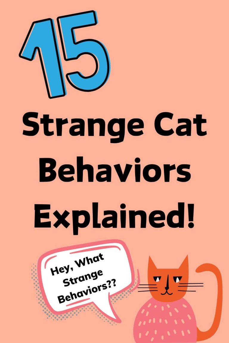 15 Strangest Cat Behaviors Explained
