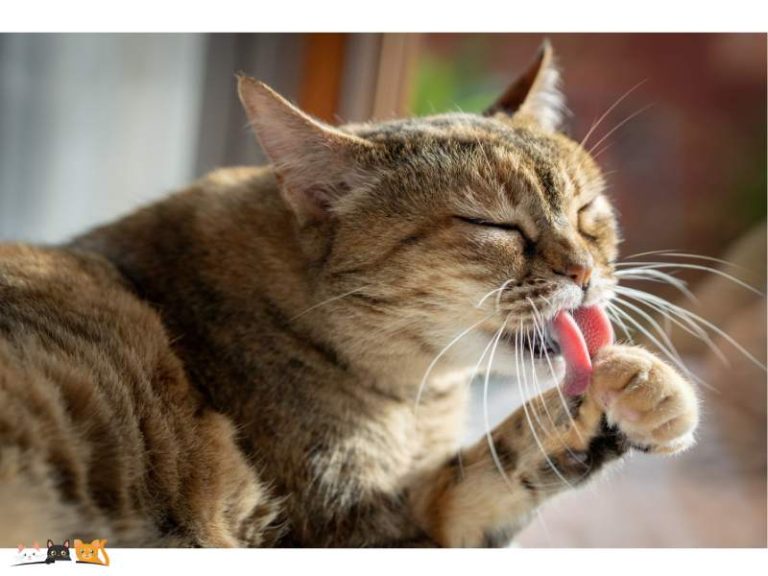 15 Strangest Cat Behaviors Explained
