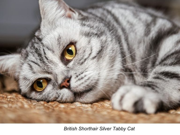 The Rarest Cat Coat Colors: Unusual Feline Hues You'll Rarely See