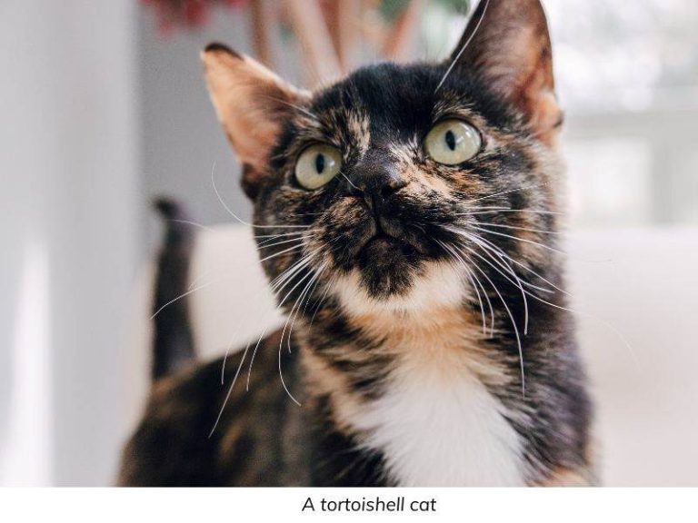 The Rarest Cat Coat Colors: Unusual Feline Hues You'll Rarely See