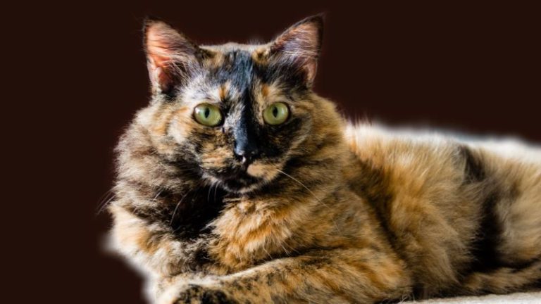 The Rarest Cat Coat Colors: Unusual Feline Hues You'll Rarely See
