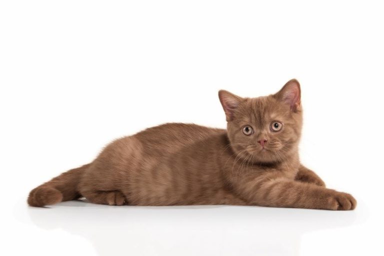 The Rarest Cat Coat Colors: Unusual Feline Hues You'll Rarely See