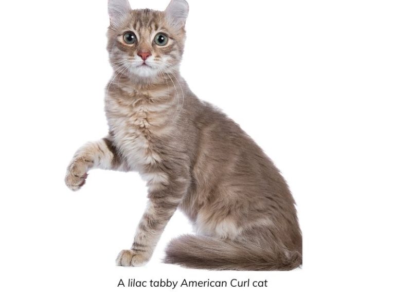 The Rarest Cat Coat Colors: Unusual Feline Hues You'll Rarely See