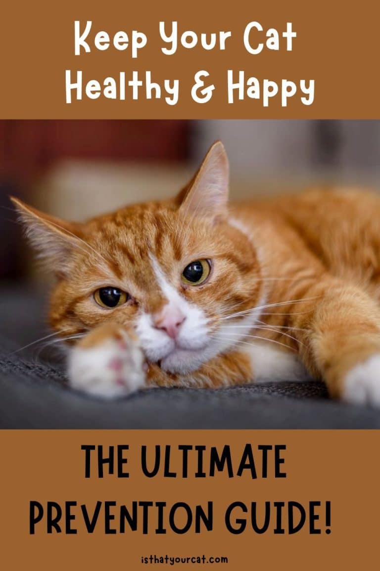 10 Common Cat Health Problems And How To Prevent Them