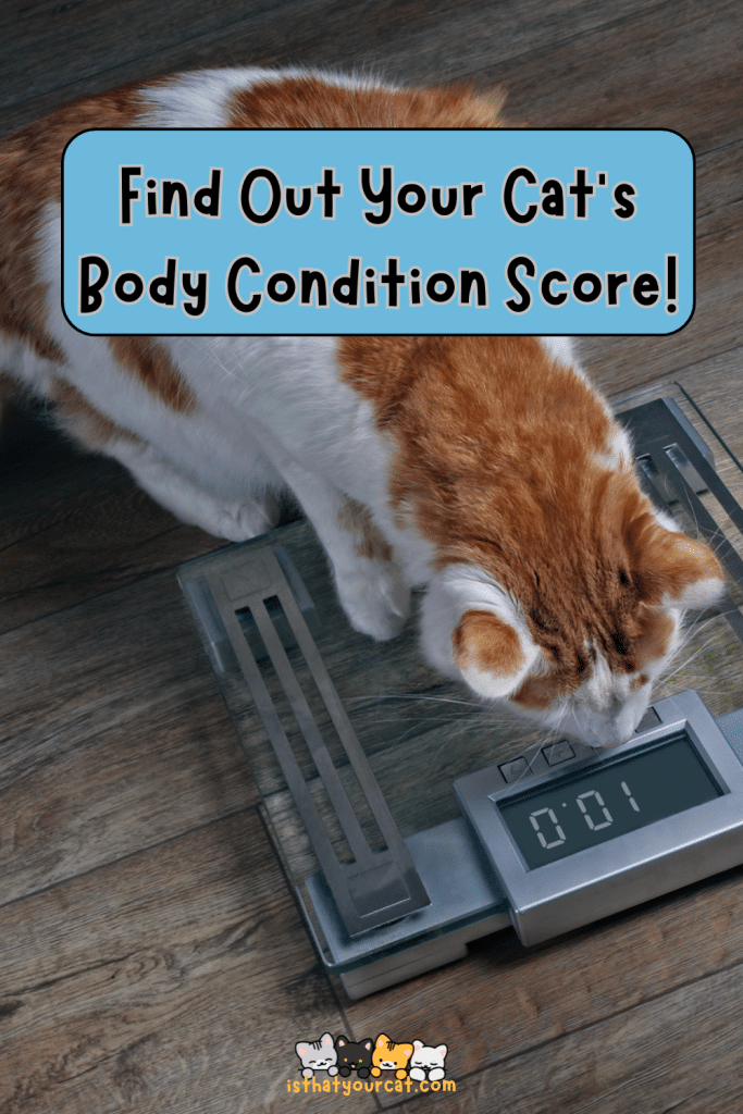 Body Condition Score For Cats