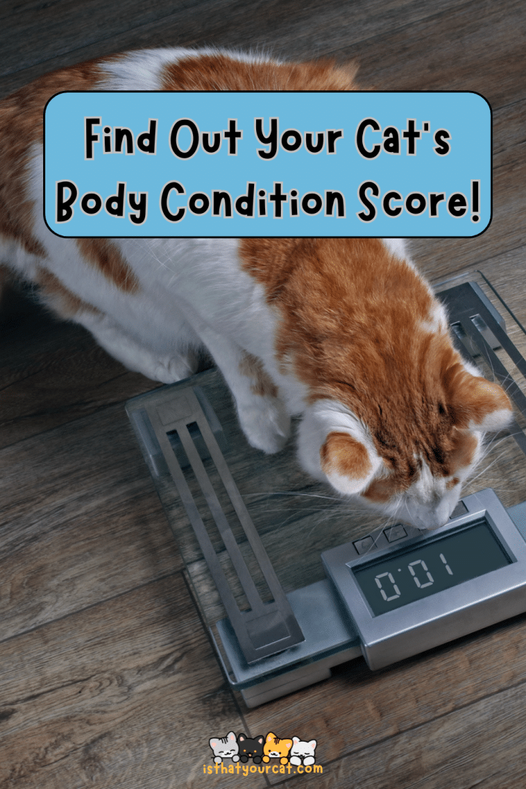 Body Condition Score For Cats